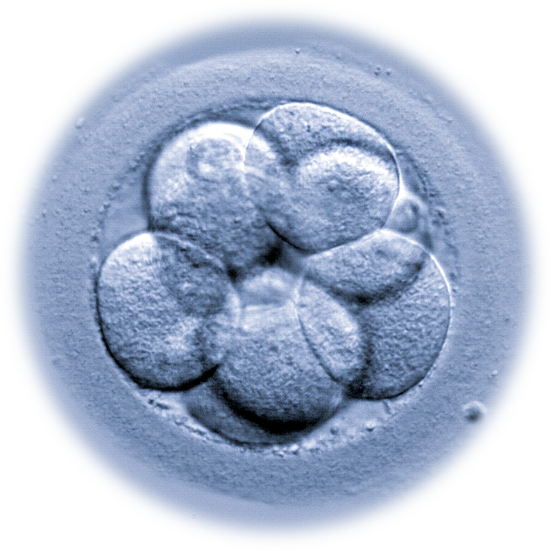 ¿Qué son los Micro ARN (miARN) y cómo influye en la implantación del ...