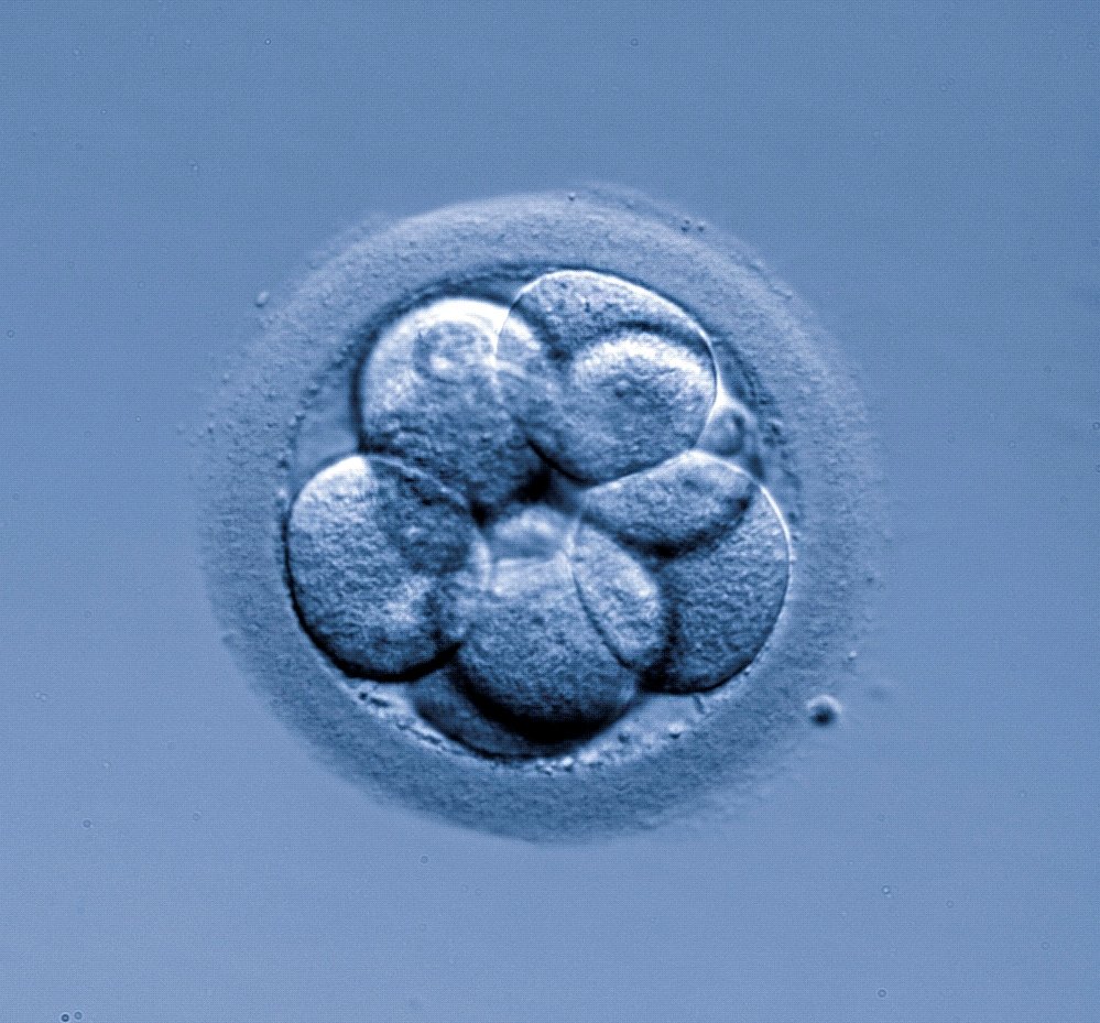 ¿Cuáles son las necesidades nutricionales de los embriones antes de su ...