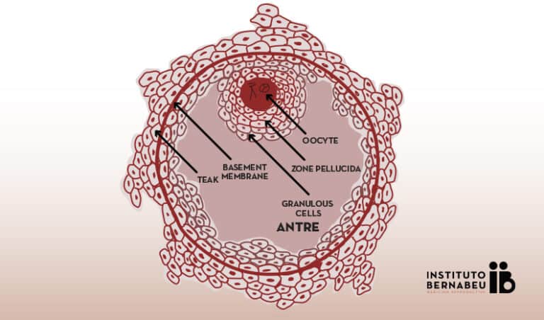 What are ovarian follicles? Number, growth and other characteristics